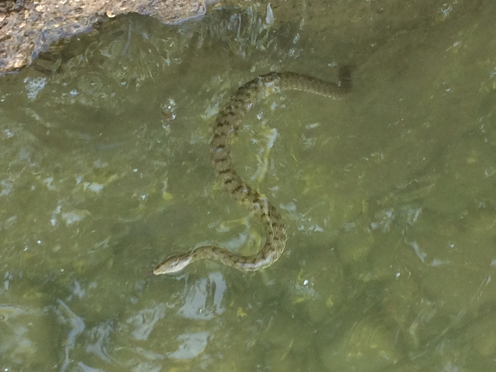 Tessellated Water Snake from Via Gasparina 8, Castelnuovo del Garda ...