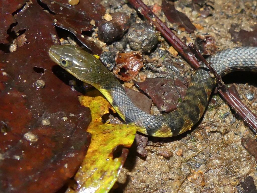 Chinese Keelback from Tai Po Kau, Hong Kong on June 18, 2017 at 09:58 ...