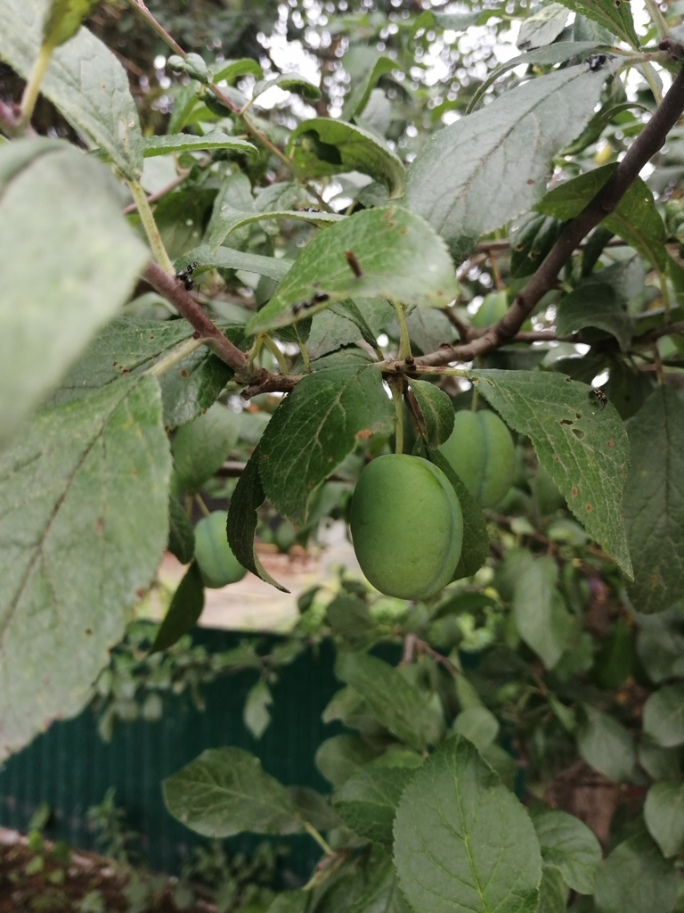 Plum from станция Кольчугино, Кольчугино, Владимирская обл., Россия ...