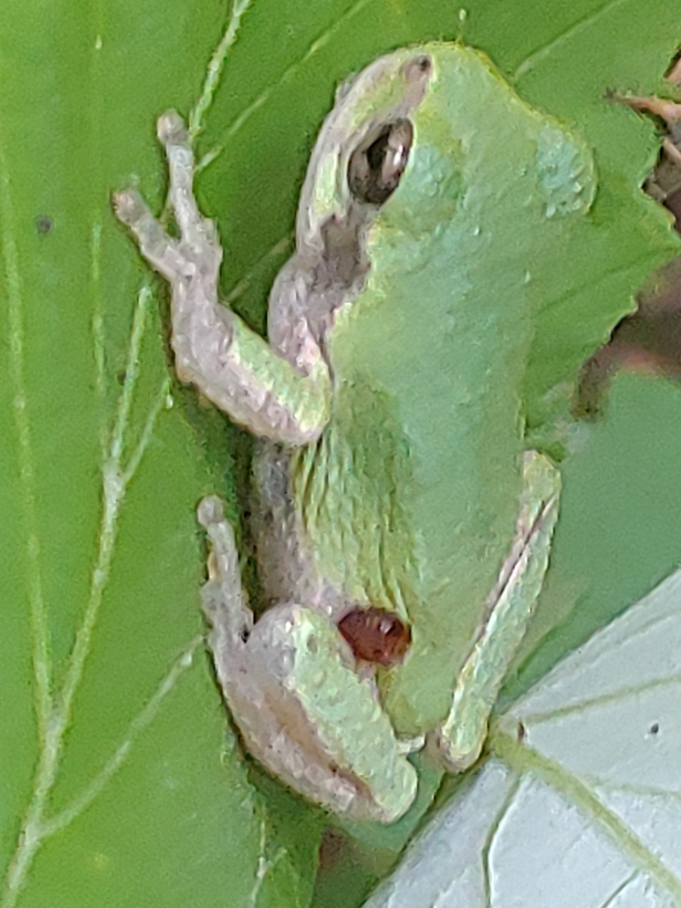 Gray Treefrog from Manchester Township, MI, USA on July 18, 2020 at 08: ...