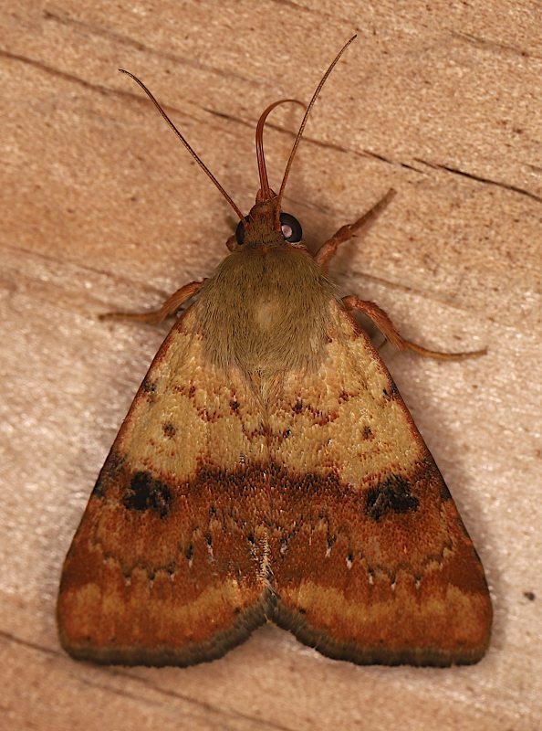 Spotted Straw Moth from Dickson County, TN, USA on July 16, 2020 by ...