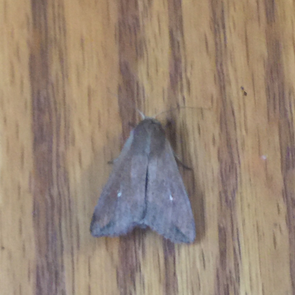 White-speck Moth from N Hamilton St, Ypsilanti, MI, US on July 18, 2020 ...
