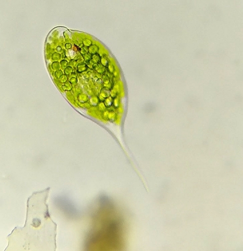 Phacus ranula · iNaturalist