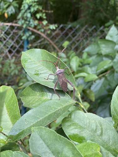 Observations by misselthwaite · iNaturalist