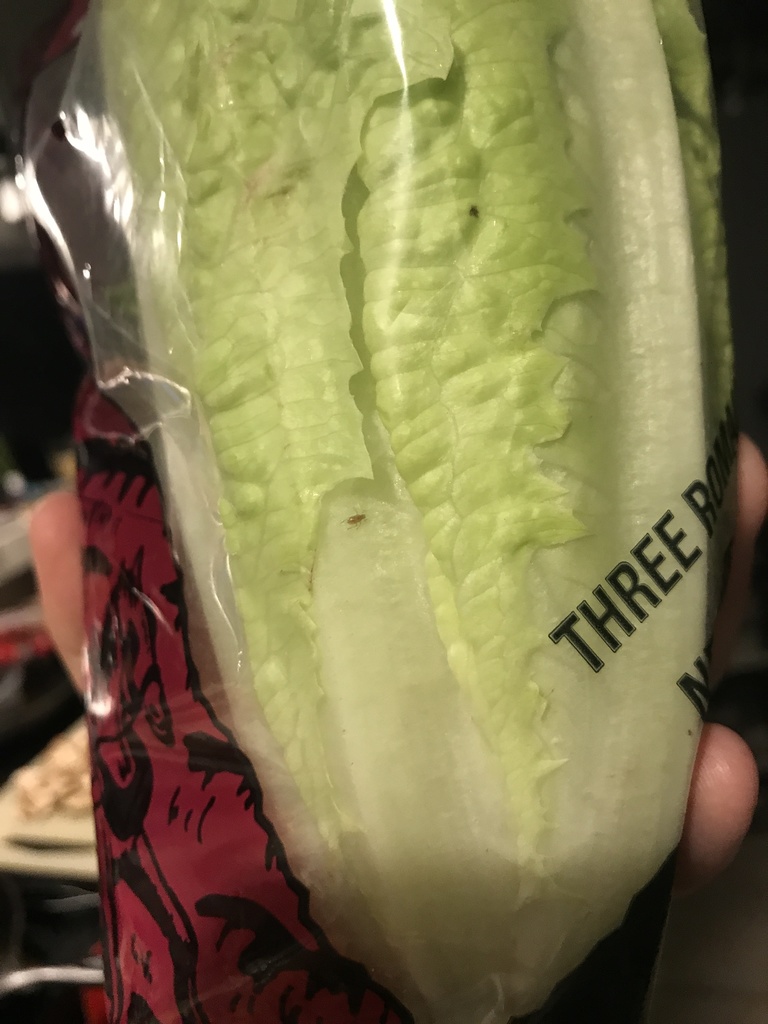 Currant-Lettuce Aphid from Sawtooth Ln, Austin, TX, US on March 12 ...