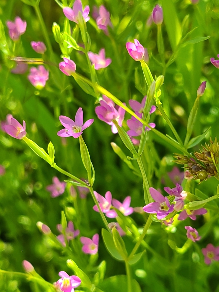 Lesser Centaury from Readstown, WI 54652, USA on July 10, 2020 at 03:05 ...