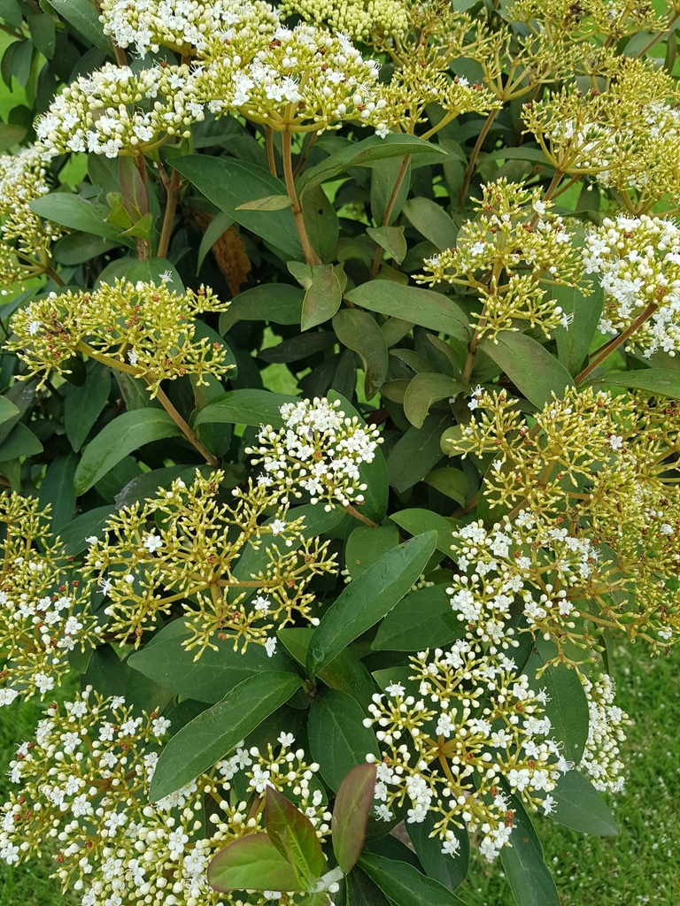 Viburnum triphyllum from Ecoparque Sabana on July 18, 2020 at 02:19 PM ...