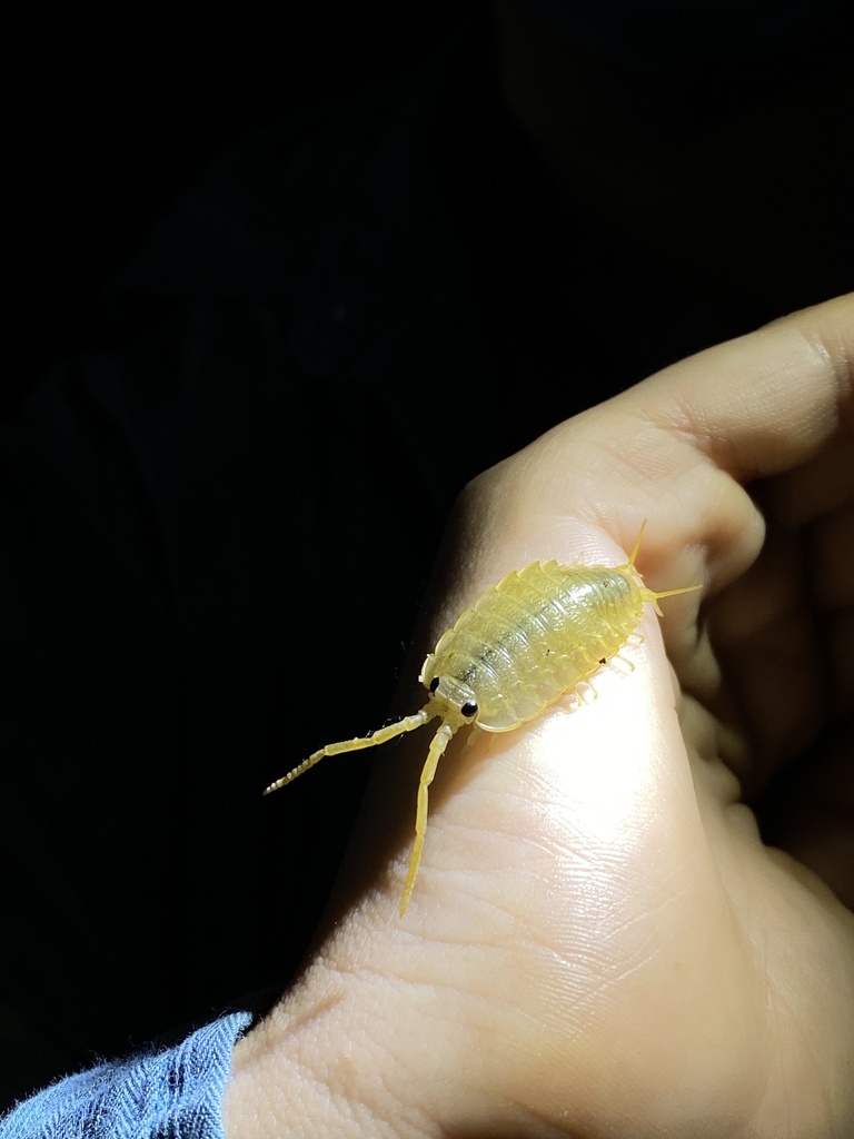 Common Sea Slater from Cross Farm Hill, , MA, US on July 17, 2020 at 09 ...