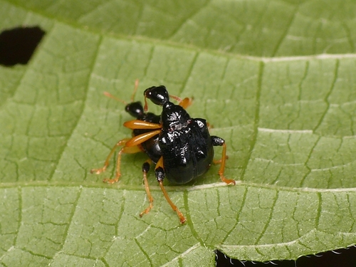 Genus Phymatapoderus · iNaturalist
