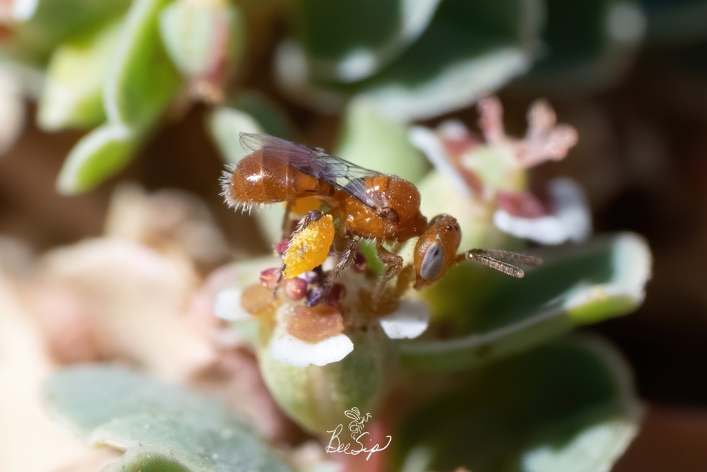Euphorb Mini-Fairy Bee from Apple Valley on July 18, 2020 at 08:29 AM ...