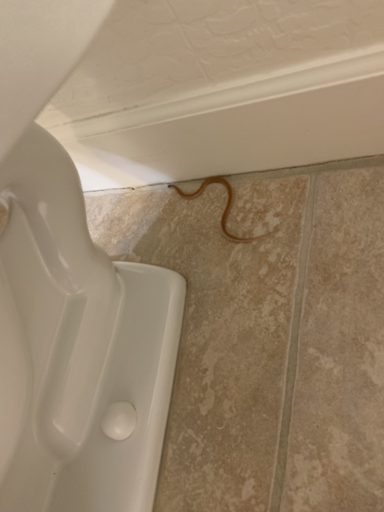 Colubrine Snakes in July 2019 by Allie Langdon · iNaturalist