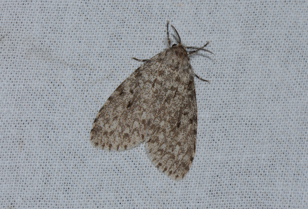 Lymantria grisea from Lower Subansiri, 791120 on September 4, 2019 by ...