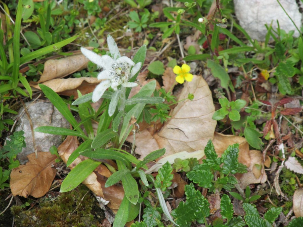 Alpine Edelweiss from Vrata valley mojstrana slovenia on June 17, 2017 ...