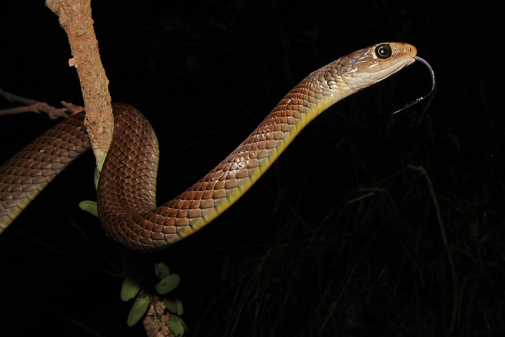 Indo-Chinese Rat Snake in July 2020 by Carol Kwok. 灰鼠蛇 / 過樹榕 Indo ...