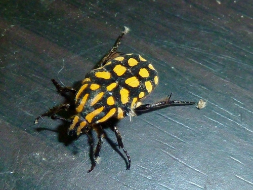 Genus Euglypta · iNaturalist