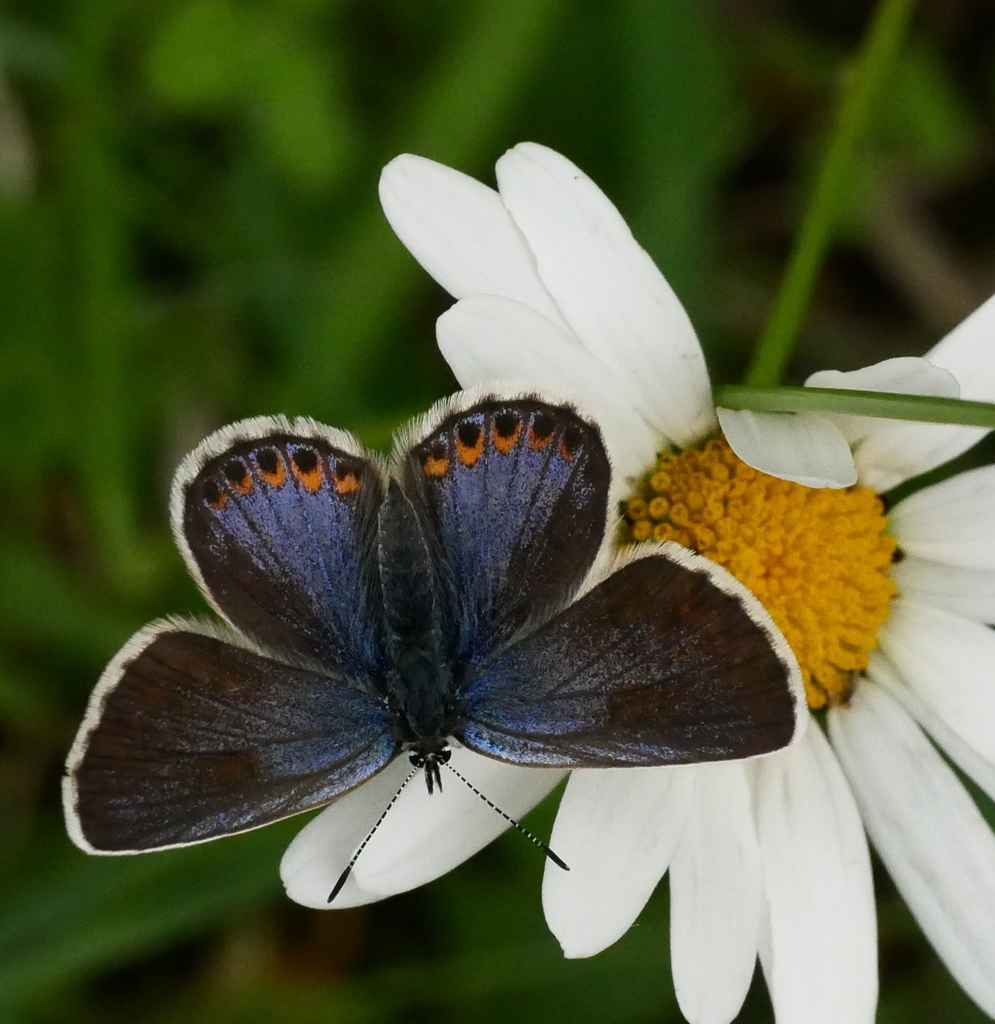 Reverdin's Blue from Bavaria on June 12, 2019 at 02:58 PM by Luka ...