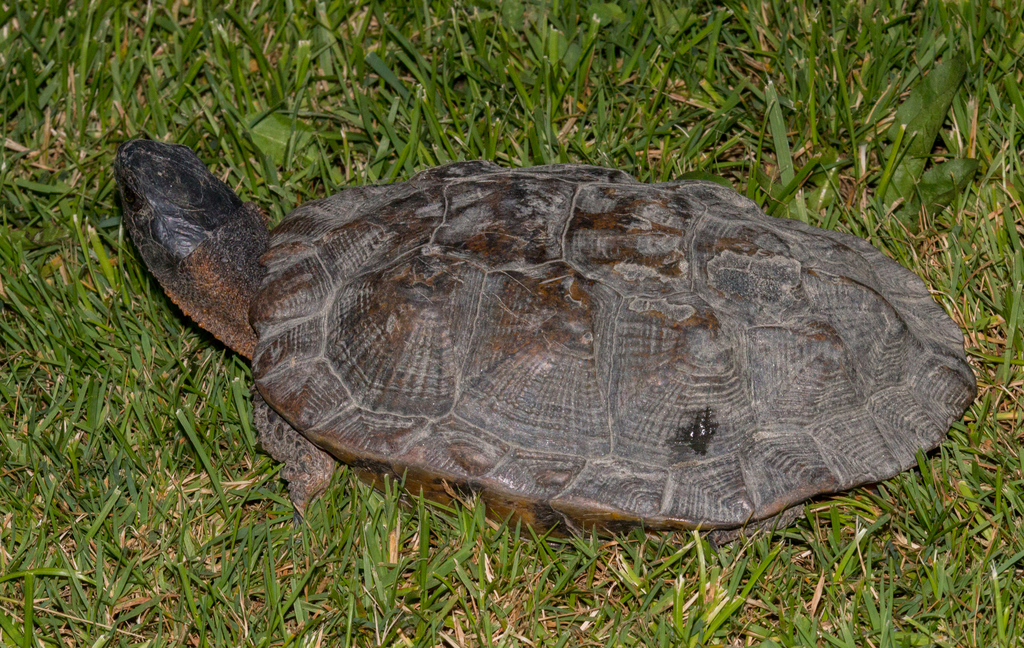 Wood Turtle in June 2017 by Joshua Lincoln · iNaturalist