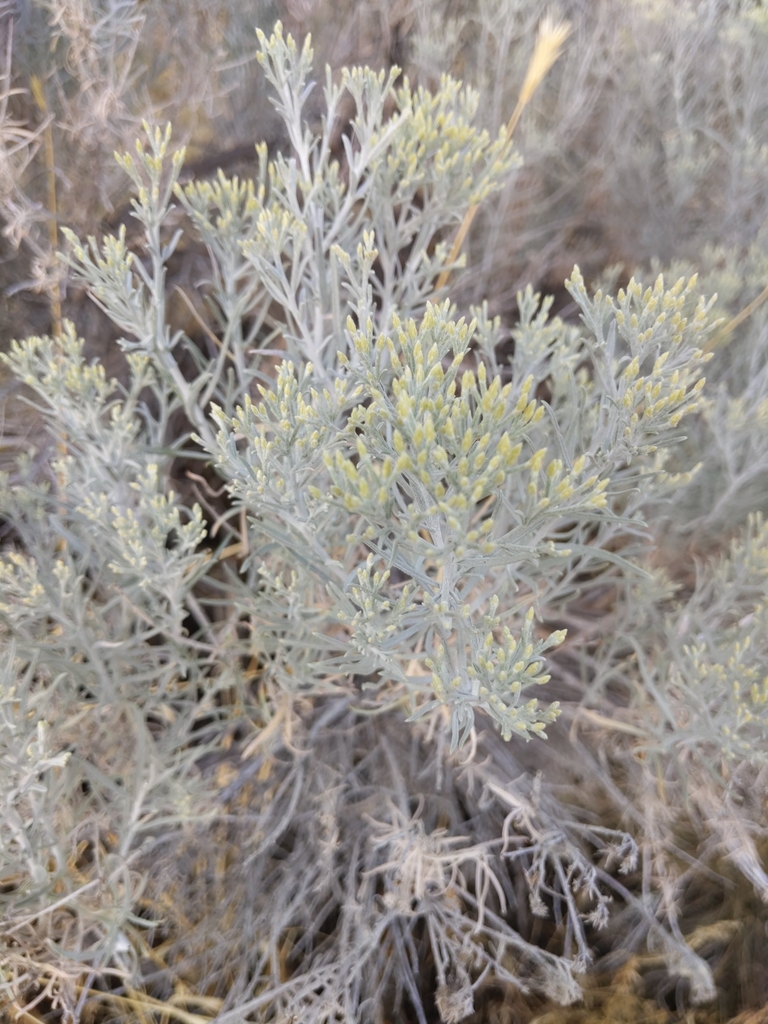 Rubber Rabbitbrush from Midvale, UT 84047, USA on July 19, 2020 at 07: ...