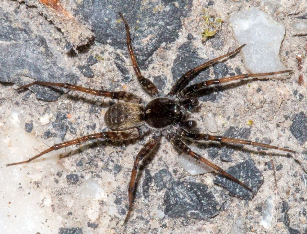 Shiny Wolf Spider from Grand Isle, VT 05458, USA on June 15, 2017 at 05 ...