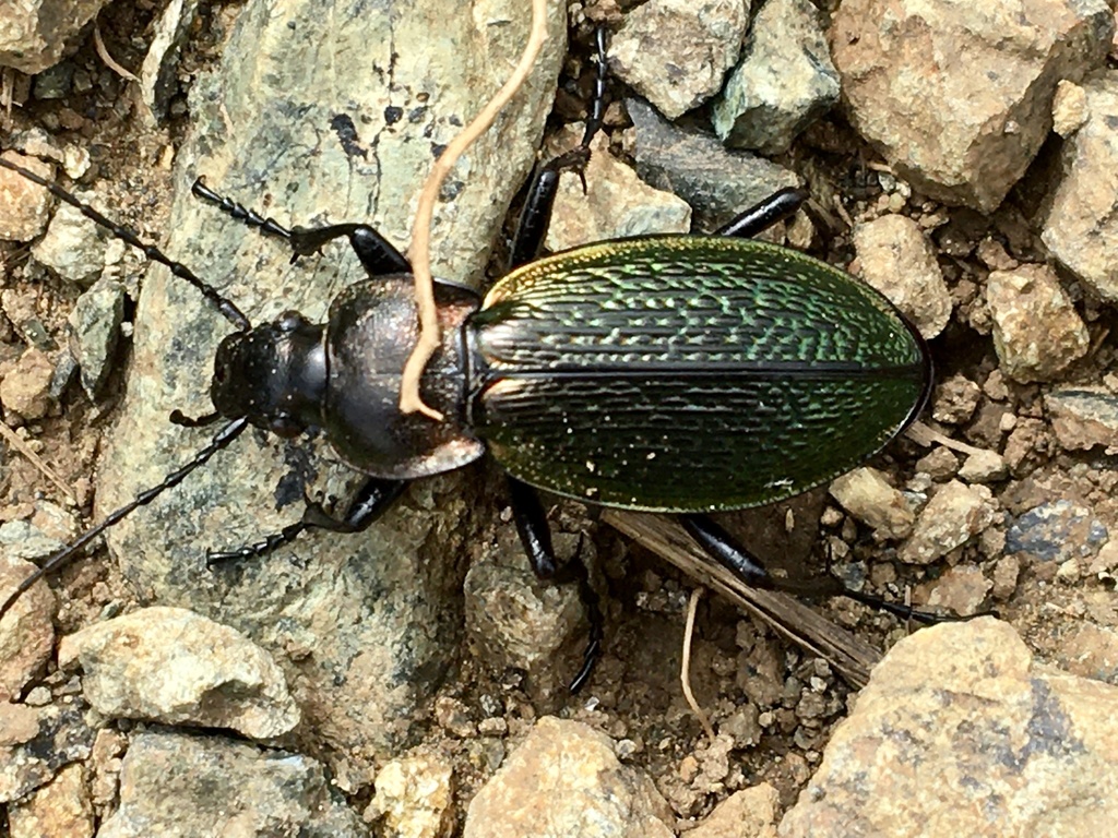 Carabus illigeri from Podujevo, Pristina, Kosovo on July 19, 2020 at 11 ...