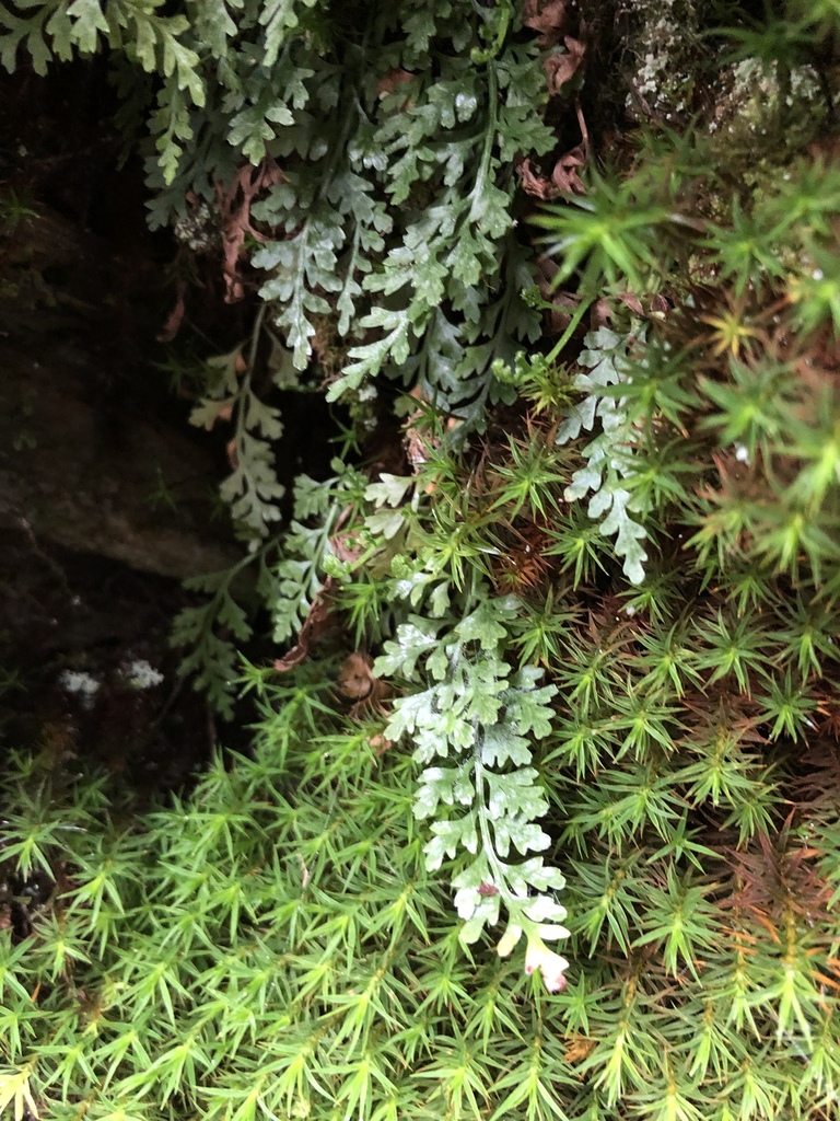 mountain spleenwort from Great Smoky Mountains National Park ...