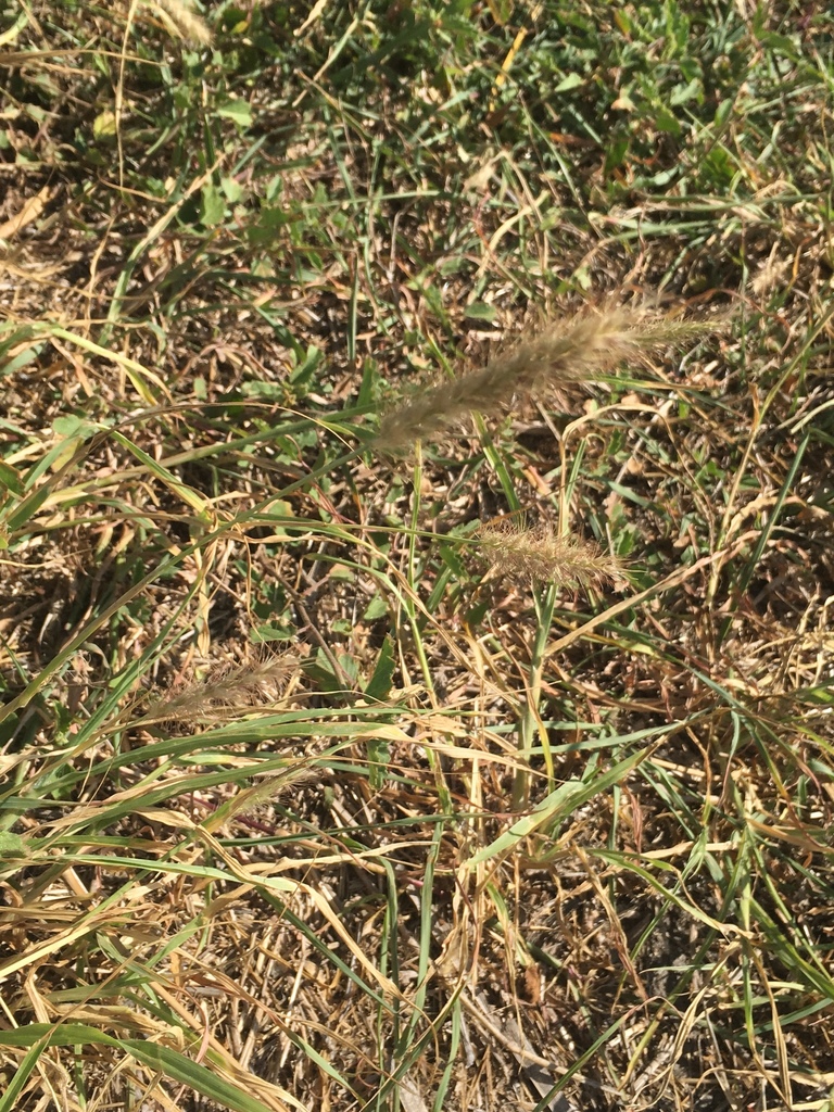 buffelgrass from Texas A&M University-Corpus Christi, Corpus Christi ...