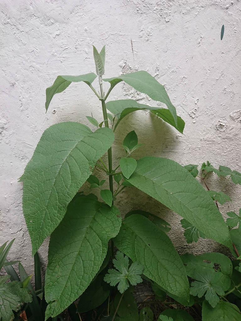 tepozan from Pueblo Nuevo Bajo, Ciudad de México, CDMX, México on July ...