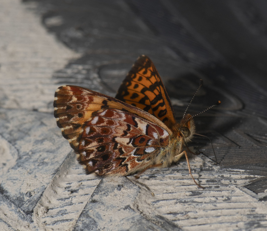 Arctic Fritillary from Cochrane District, ON, Canada on July 19, 2020 ...