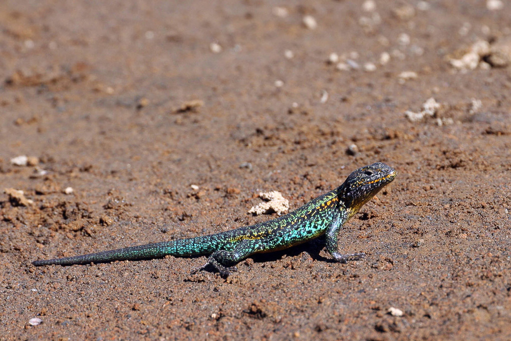Common Painted Smooth-throated Lizard from Río Negro, Argentina on ...