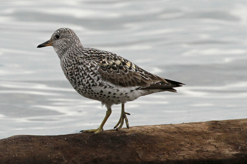 Surfbird from Lake and Peninsula, AK, USA on June 23, 2018 by Jeffrey ...