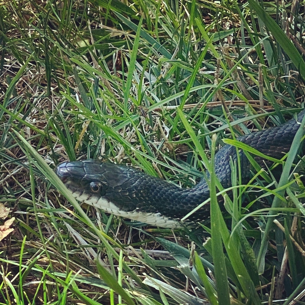 Gray Ratsnake from N Picture Ridge Rd, Peoria, IL, US on July 19, 2020 ...