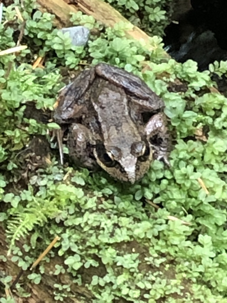 Northern Red-legged Frog from Sunshine Coast, CA-BC, CA on July 19 ...