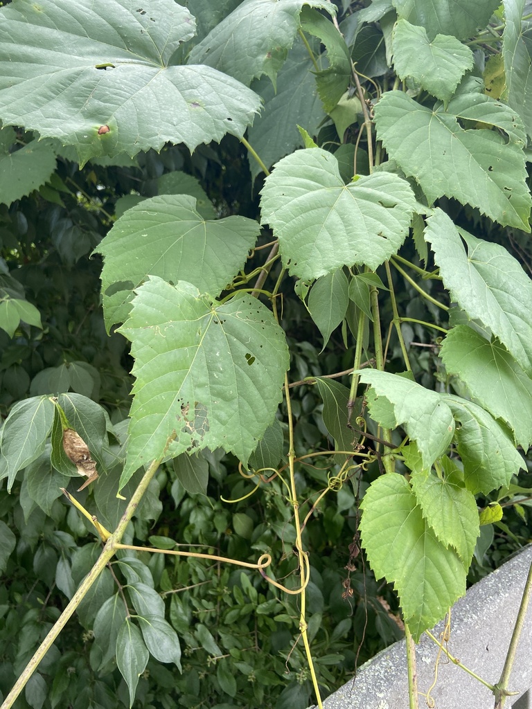 grape family in July 2020 by Britt Grego · iNaturalist