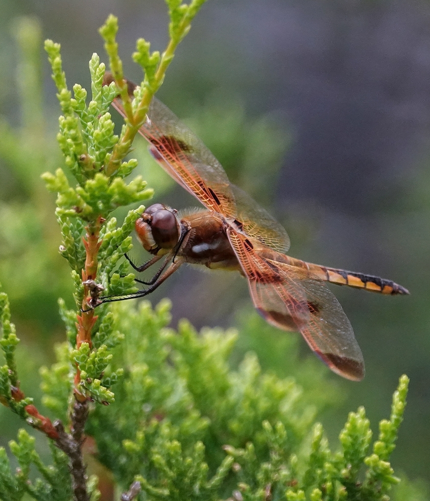 Painted Skimmer from Greenwood Forest Wildlife Management Area on July ...