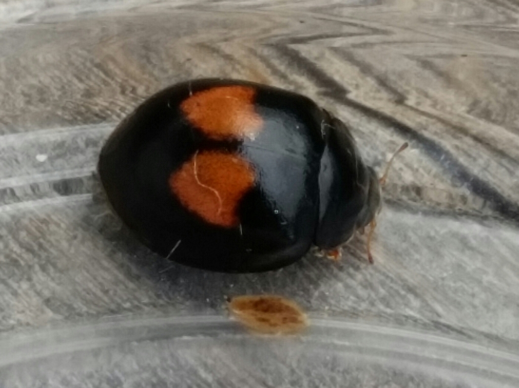 Cream-spotted Ladybird from Springfield, NB E5T 2L4, Canada on July 19 ...