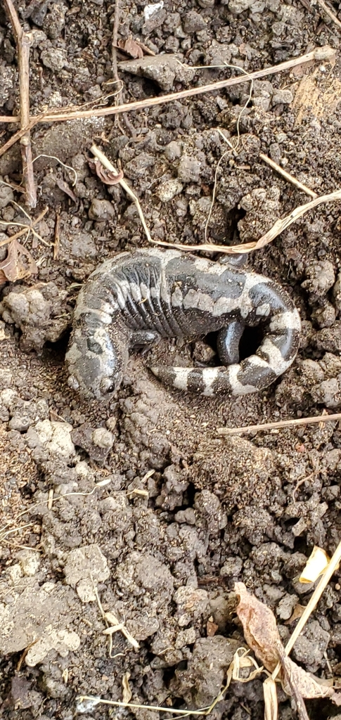 Marbled Salamander from District 16, Beaver Creek, MD, USA on July 17 ...