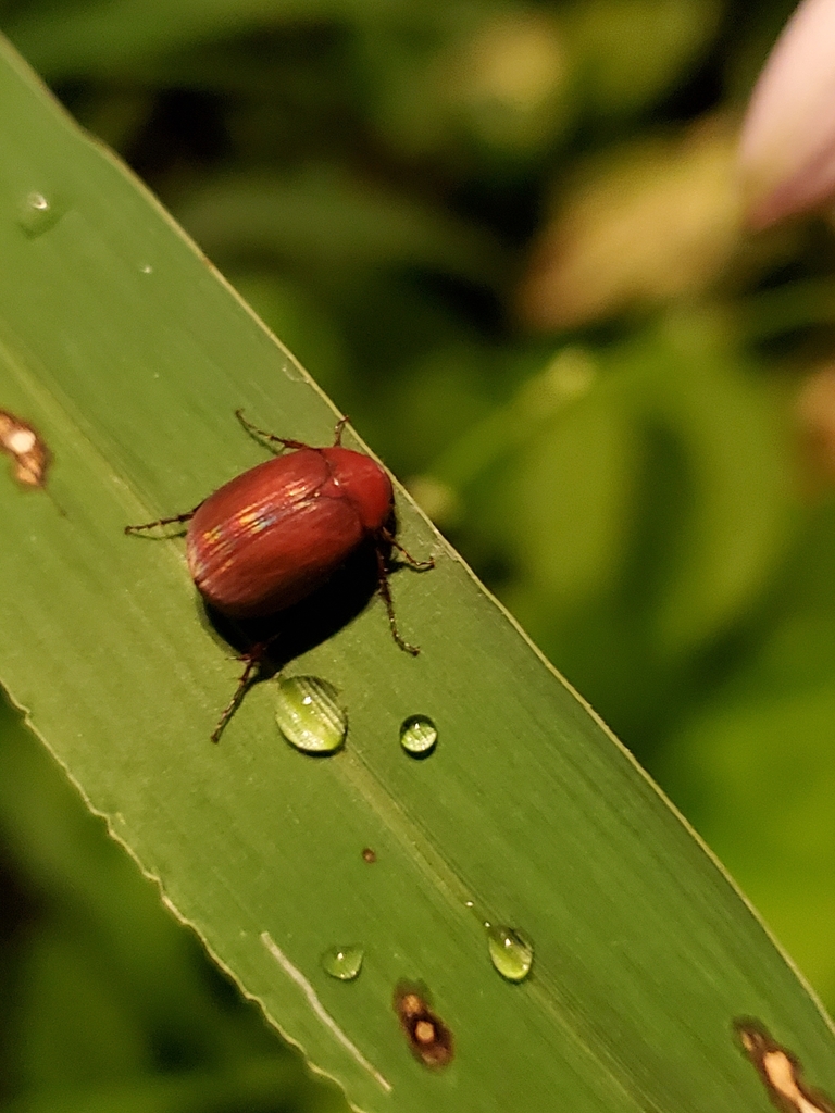 Asiatic Garden Beetle from Lancaster Township, PA, USA on July 19, 2020 ...