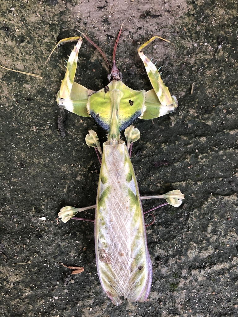 Giant Devil's Flower Mantis from Jonglei, SS on July 19, 2020 at 04:36 ...
