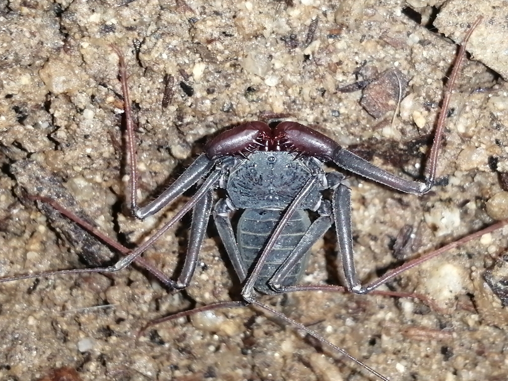 Tendarapo de Arizona desde Hermosillo el 09 de julio de 2020 a las 01: ...