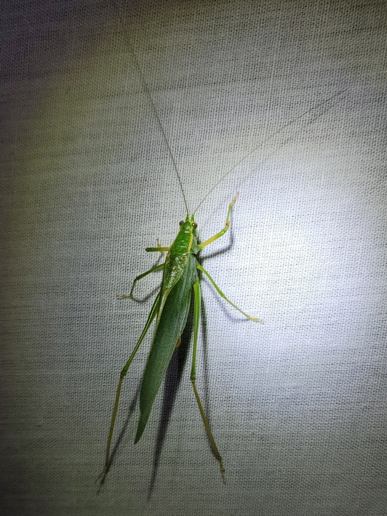 Northern Bush Katydid from Walnut Ridge on July 20, 2020 at 12:35 AM by ...