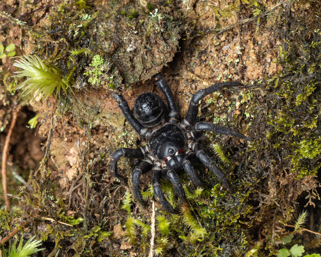 Malayan Black Trapdoor Spider from Teras, Teras, Pahang, MY on July 19 ...