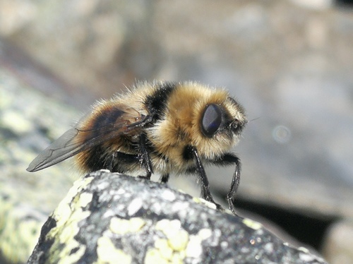 Cephenemyia trompe · iNaturalist Mexico