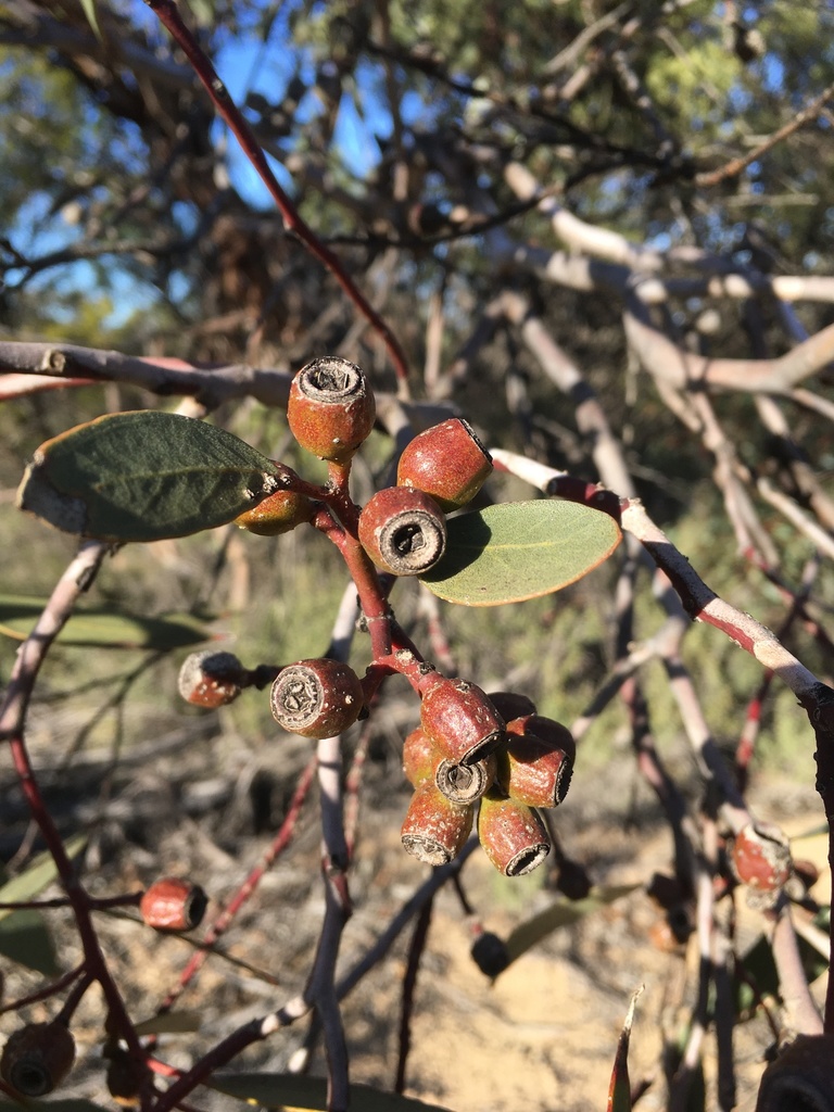 Ridge-fruited mallee from Yarriambiack - North, Wyperfeld, AU-VI, AU on ...