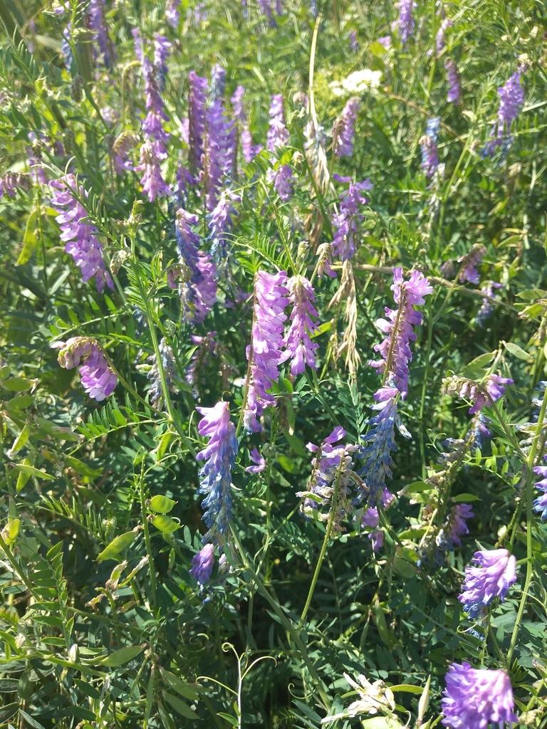 tufted vetch from Воронежская обл., Россия, 397607 on July 20, 2020 at ...