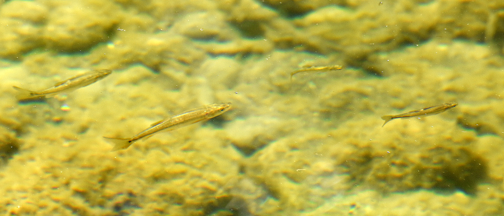 Carps and Minnows from Alameda County, CA, USA on June 15, 2017 at 11: ...