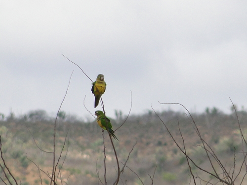 Pale Cactus Parakeet (Subspecies Eupsittula cactorum caixana) · iNaturalist