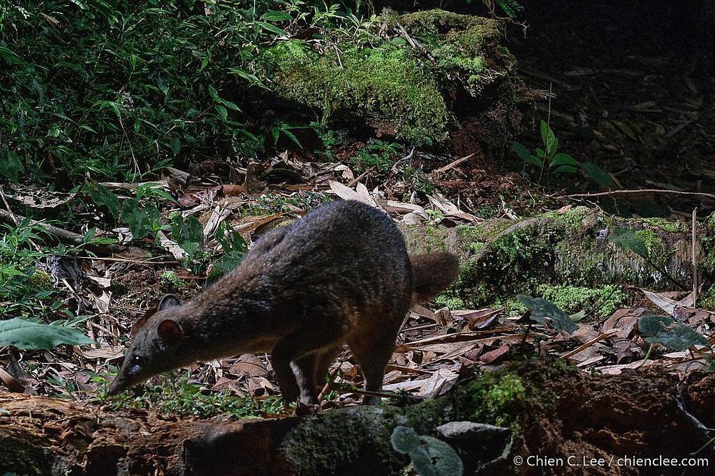 Falanouc in January 2019 by Chien Lee · iNaturalist