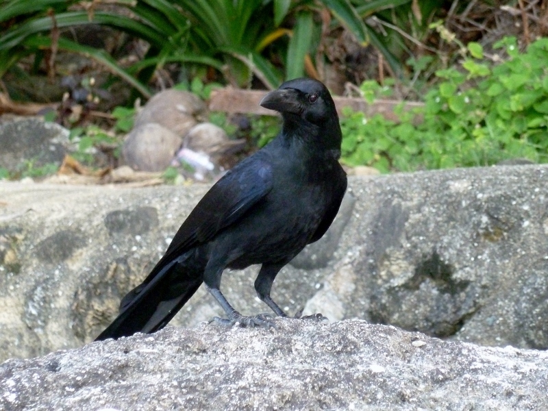 Philippine Jungle Crow from Udalo, Abra de Ilog, Occ. Mindoro ...