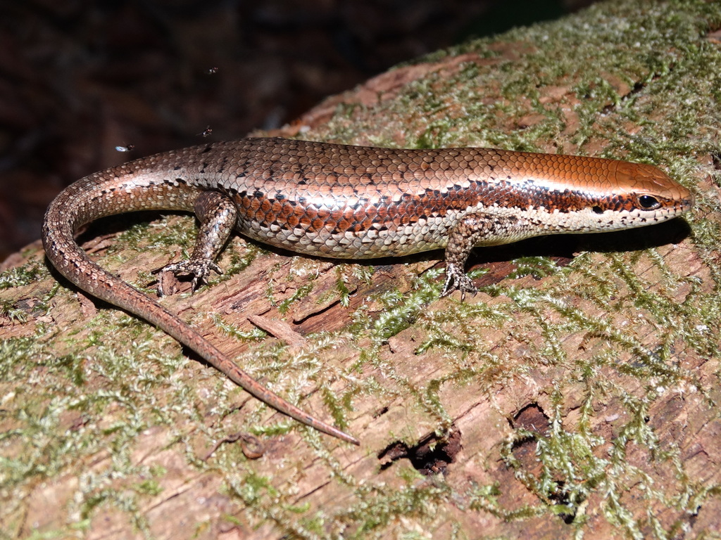 Copeoglossum nigropunctatum (Guia de campo da herpetofauna da ESEC Raso ...