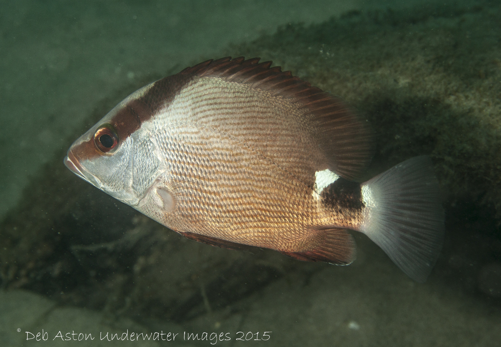 Saddletail Snapper (Lutjanus malabaricus) - Marine Life Identification